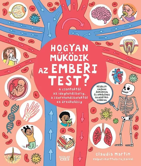 Hogyan működik az emberi test? – A csontoktól az idegrendsze